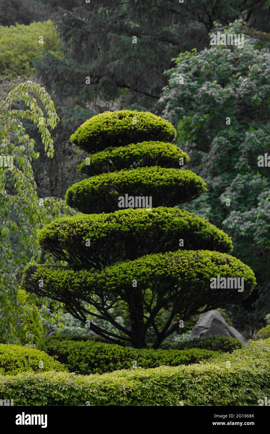 A carefully sculpted yew tree in a garden Stock Photo - Alamy