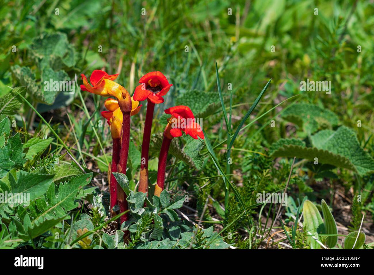 Aeginetia indica hi-res stock photography and images - Alamy