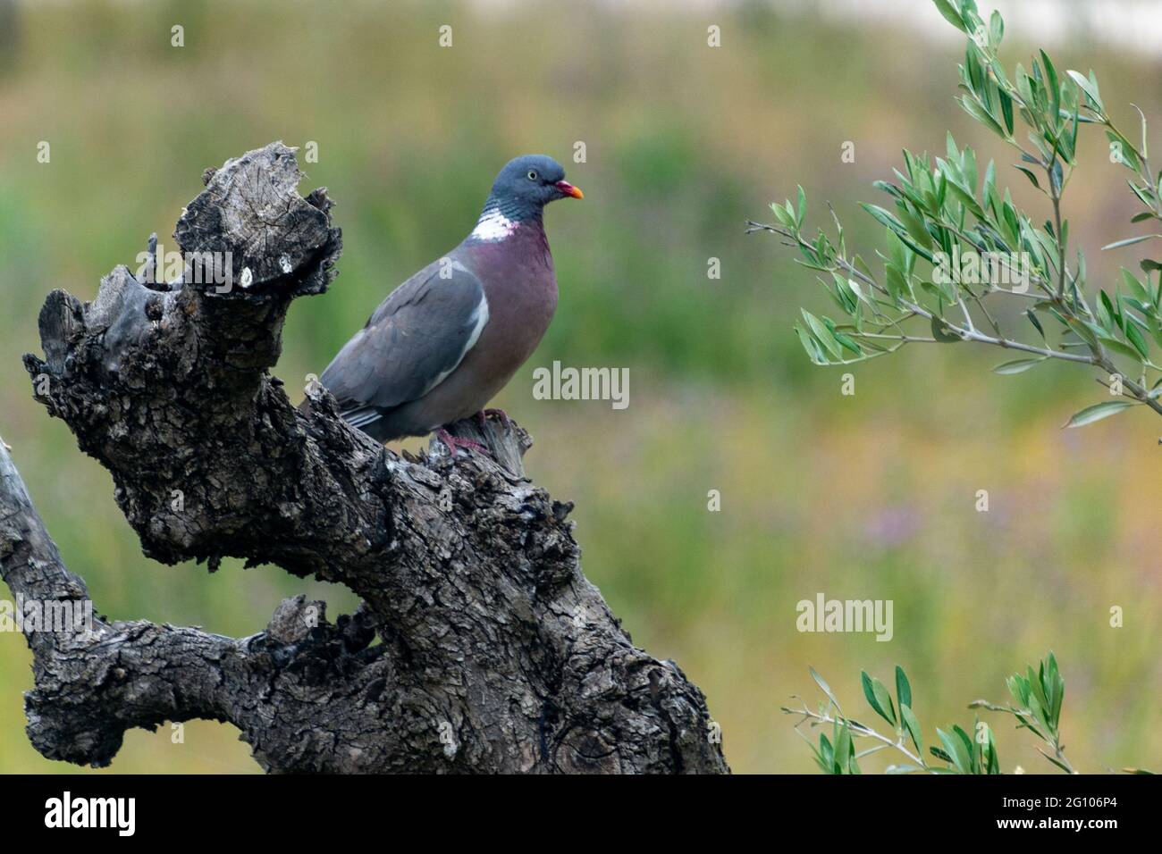Animal pigeon hi-res stock photography and images - Alamy