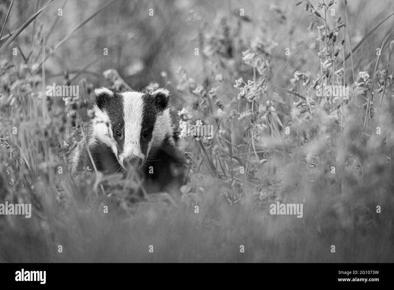 Wildflower wild flower Black and White Stock Photos & Images - Alamy