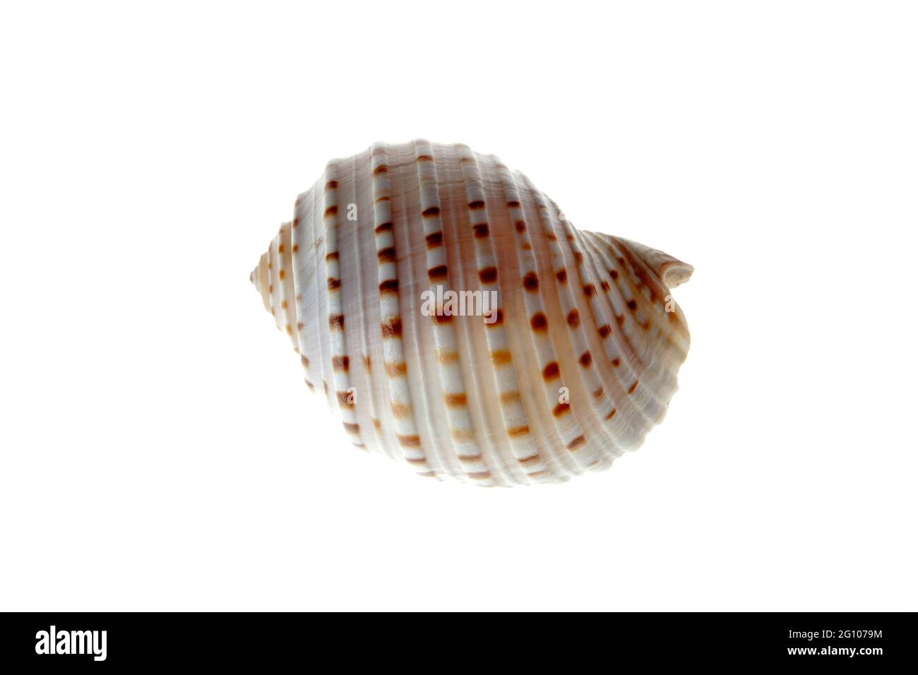 Sea shell isolated on white background Stock Photo - Alamy