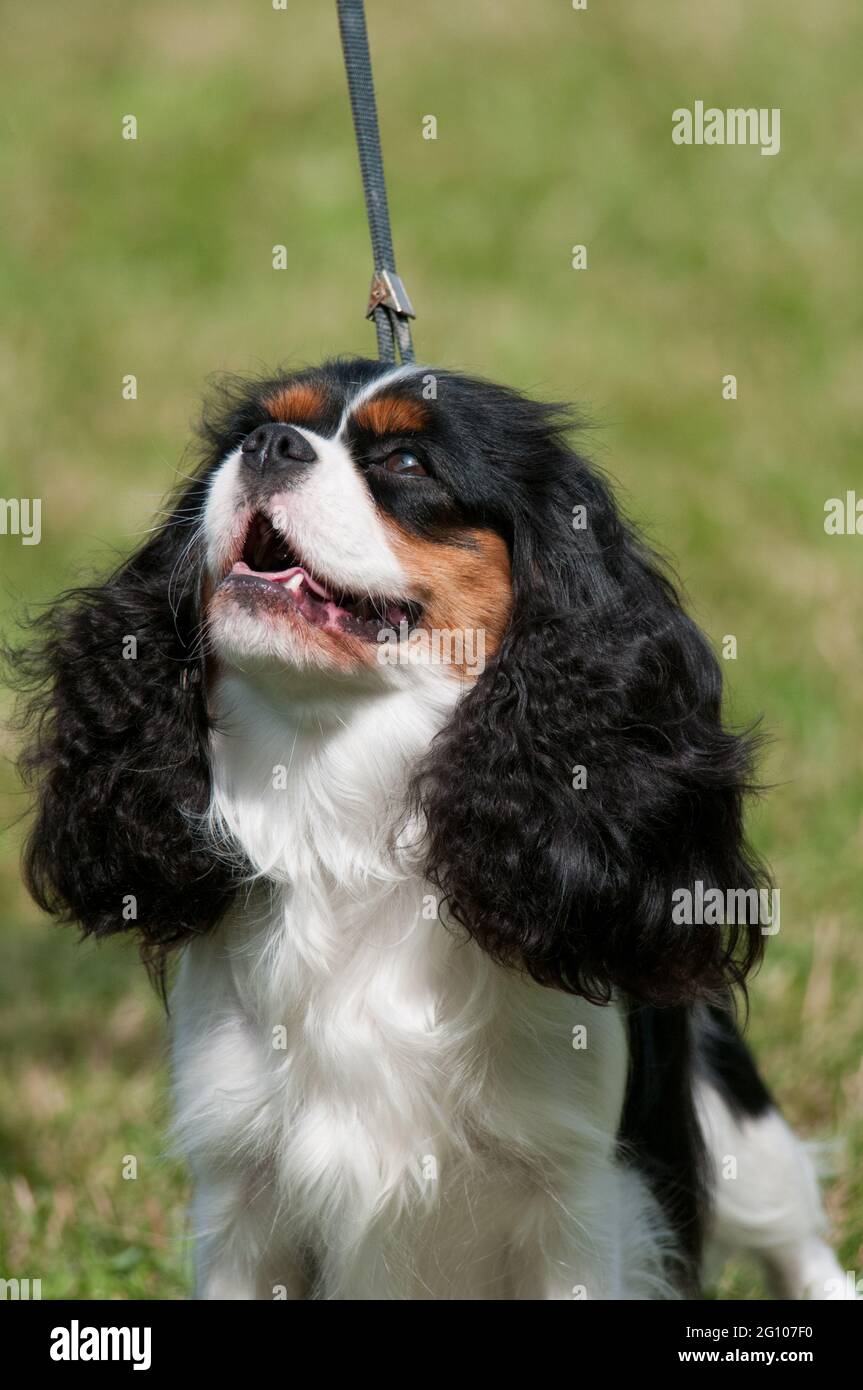 Cavalier King Charles Spaniel portrait Stock Photo - Alamy