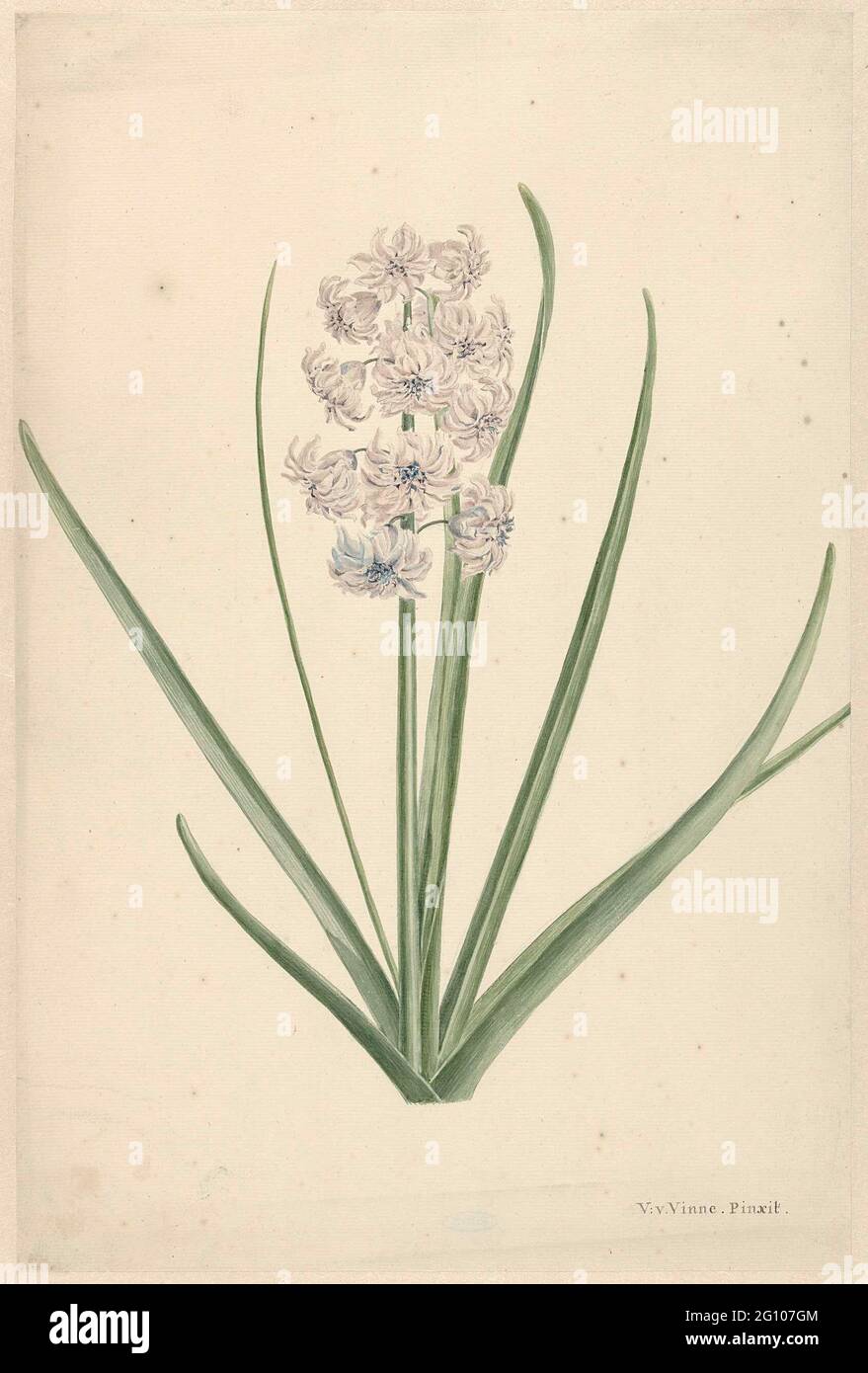 White-light blue hyacinth Stock Photo - Alamy