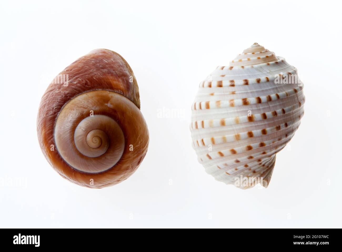 Sea shells isolated on white background Stock Photo - Alamy