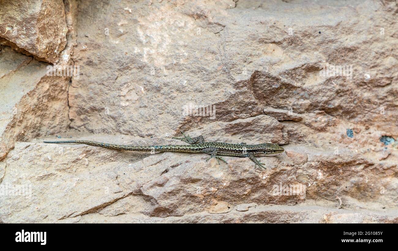 Small lizard on a stone Stock Photo - Alamy