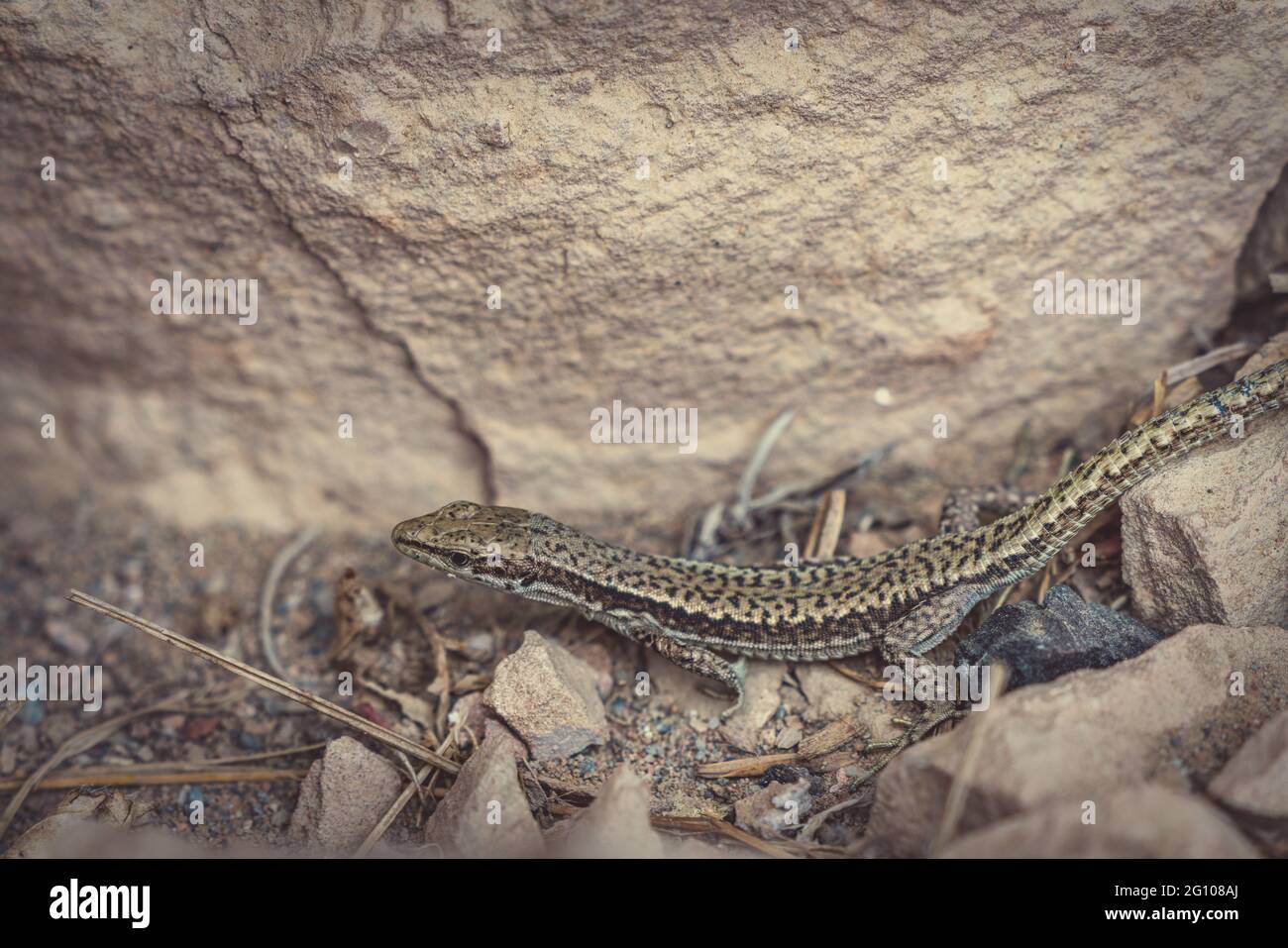 Small lizard on a stone Stock Photo - Alamy