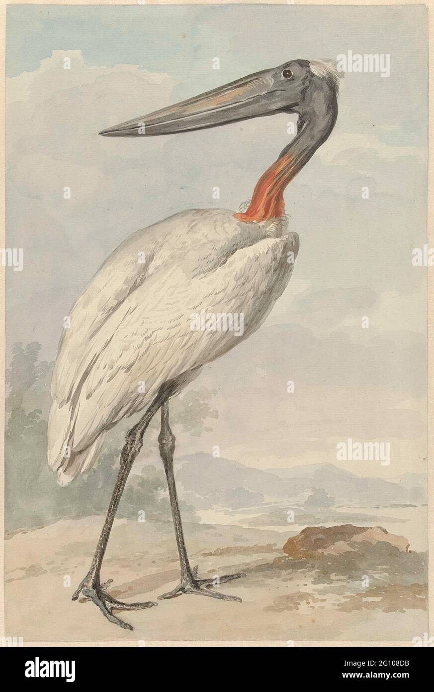 Jabiroe (Jabiroe mycteria Stock Photo - Alamy