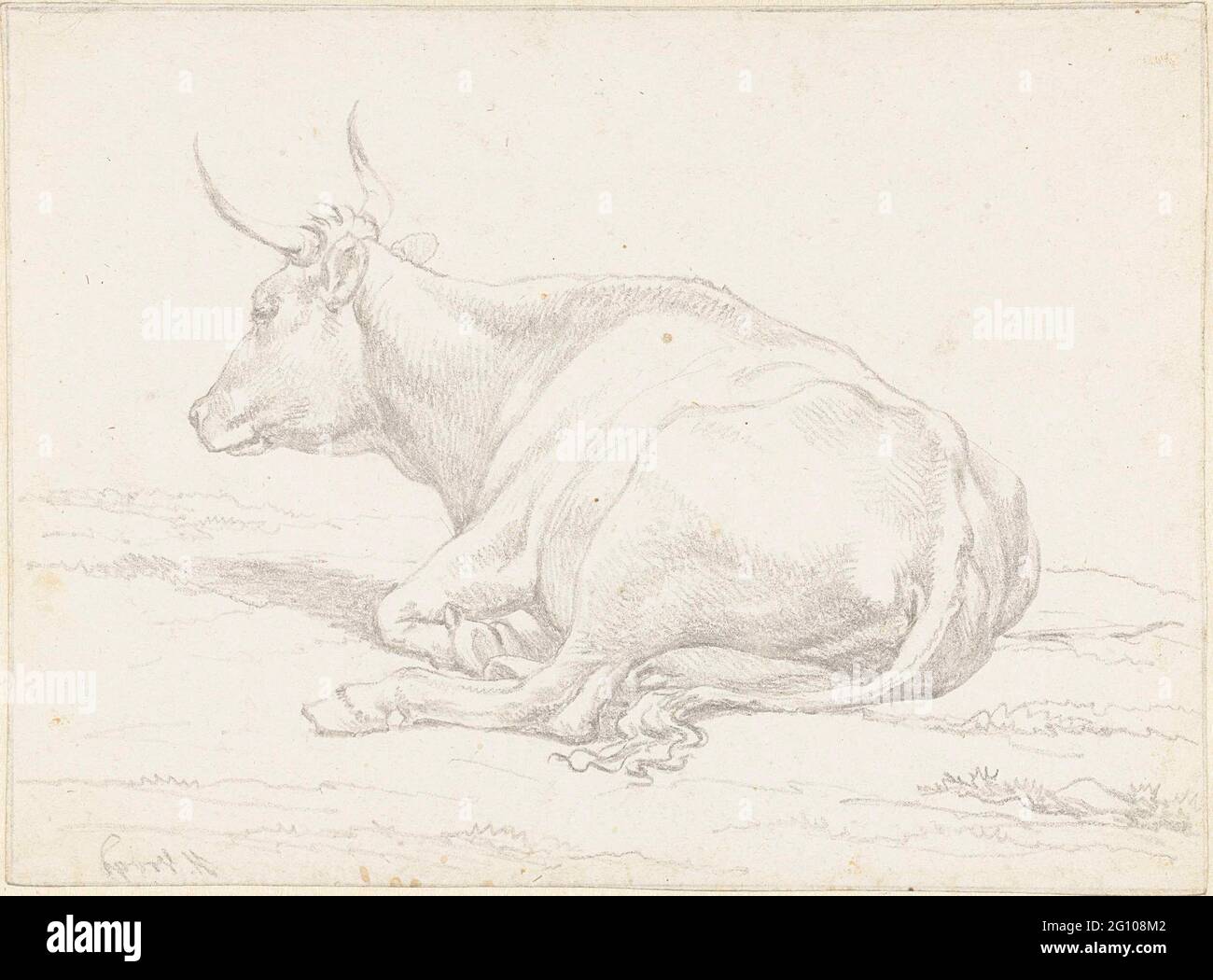 Lying cow, to the left Stock Photo - Alamy