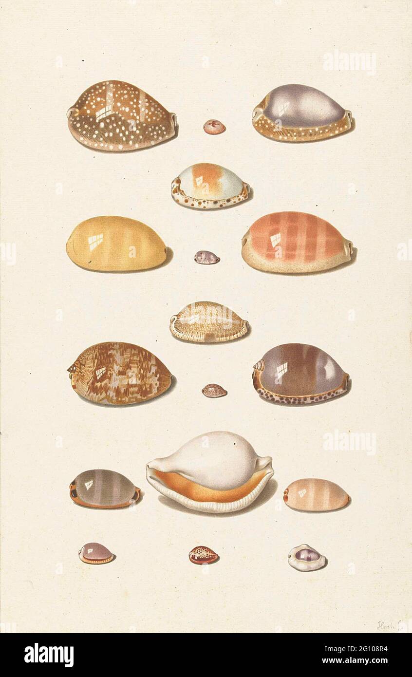 Seventeen large and small tropical kaurie shells Stock Photo - Alamy