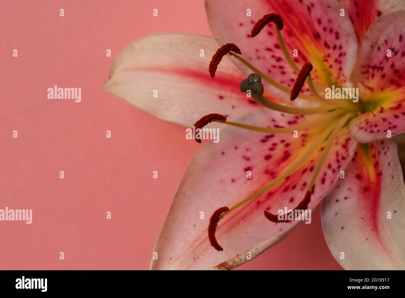 Pink spotted petals hi-res stock photography and images - Alamy