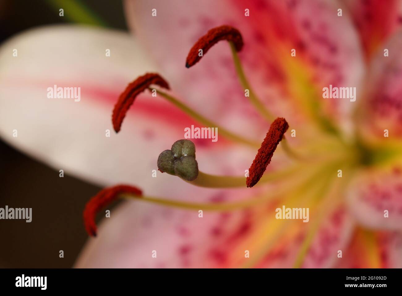 A close up of the inside of a pink Lily flower showing the stigma and ...