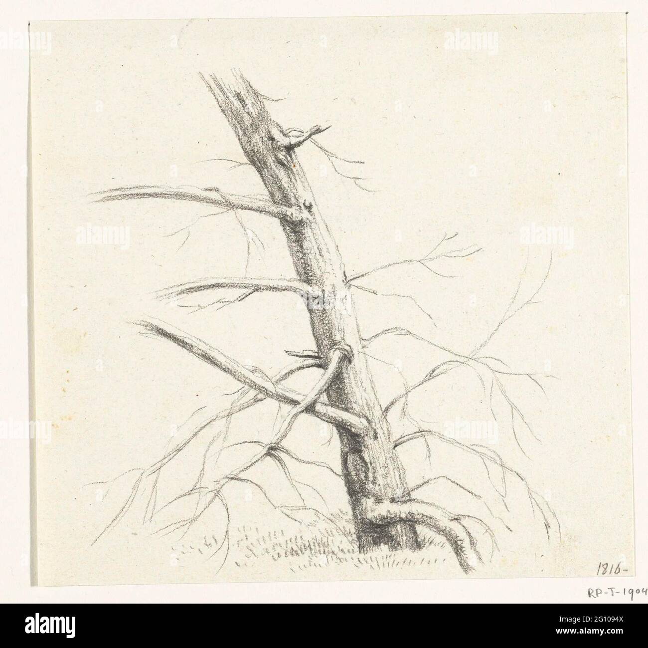 Study of a tree Stock Photo - Alamy