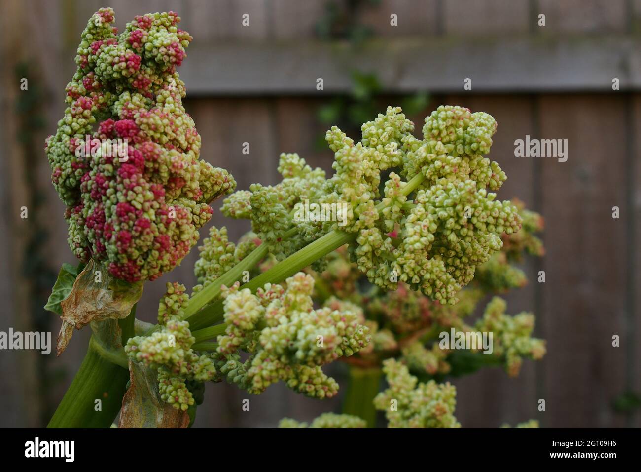 Rhubarb Flowers High Resolution Stock Photography and Images - Alamy