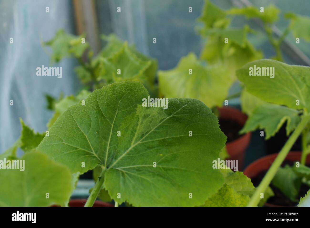 Growing courgettes in pots hi-res stock photography and images - Alamy