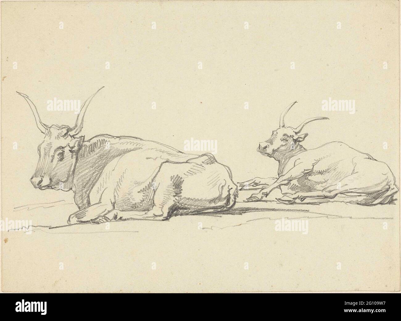 Two lying cows with long horns Stock Photo - Alamy