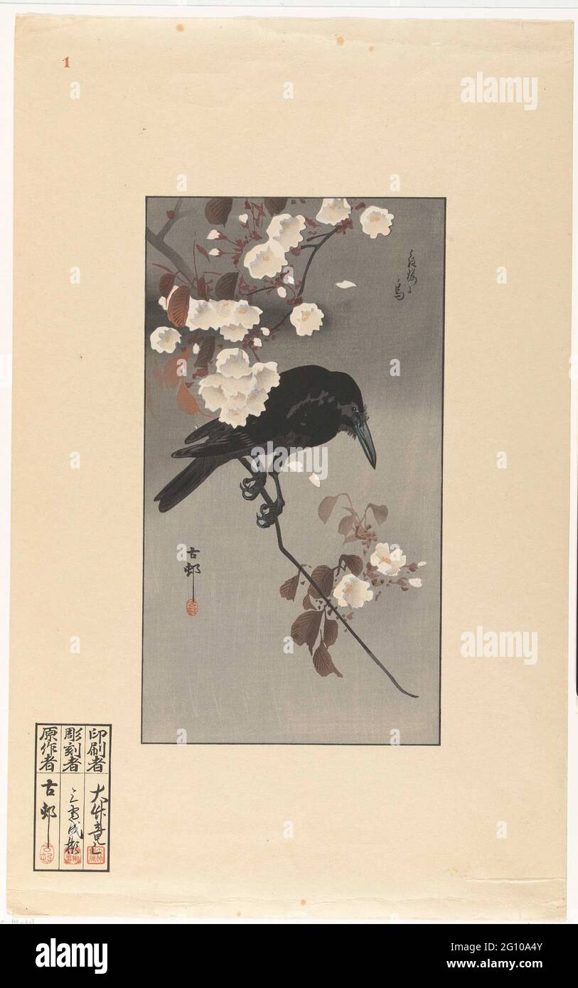 Crow and cherry blossom; Hana Sakura No Tori. Crow on blossom branch ...