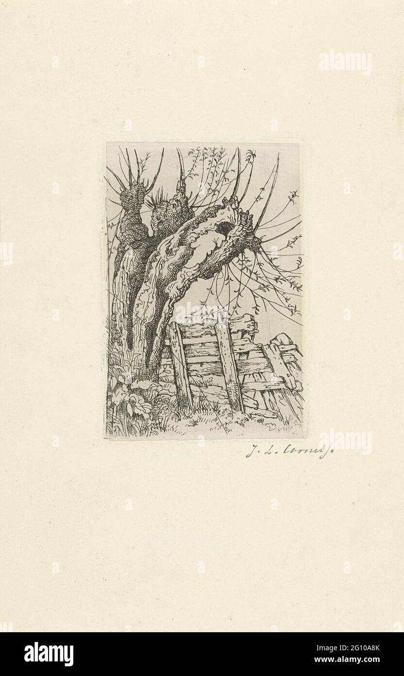 Pollard willows with fence Stock Photo - Alamy