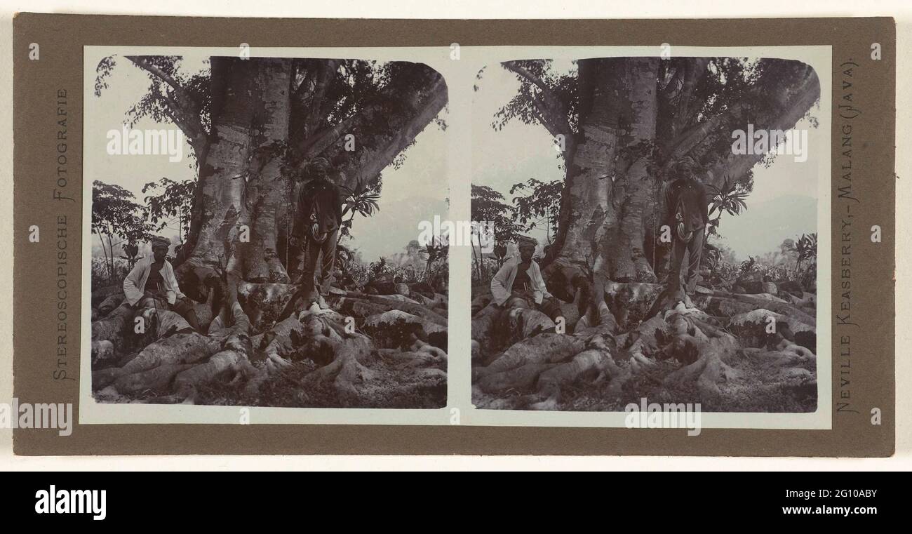 Waringin tree hi-res stock photography and images - Alamy