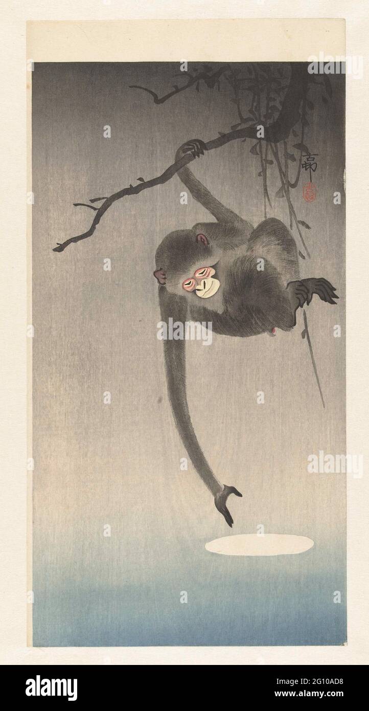 Monkey and reflection of the moon. Monkey, hanging on branch, reaches ...