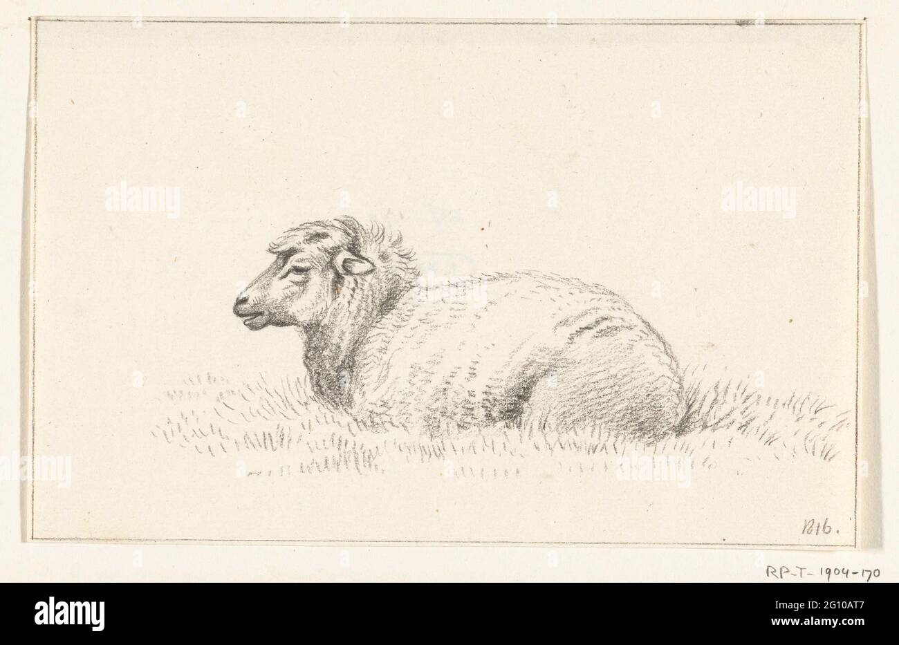 Lying sheep, to the left Stock Photo - Alamy