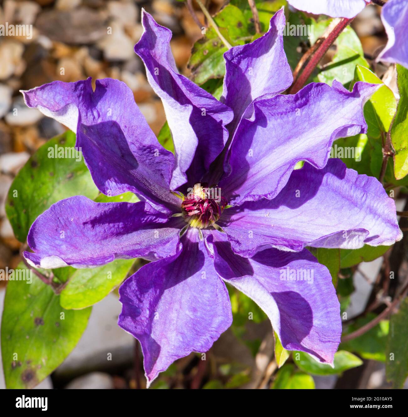 Large floppy petals hi-res stock photography and images - Alamy