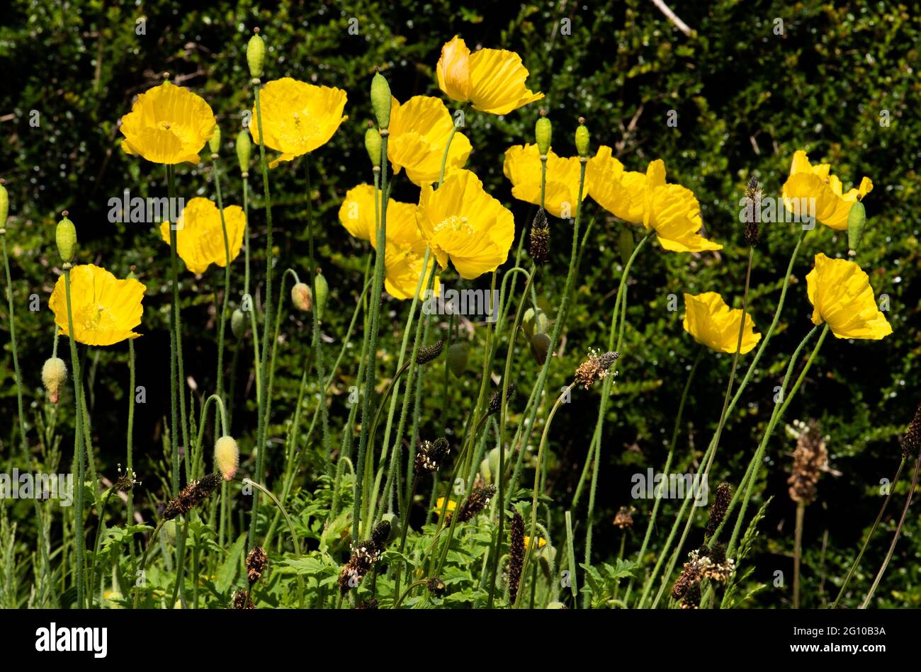 Welsh poppy papaver cambricum hi-res stock photography and images - Alamy