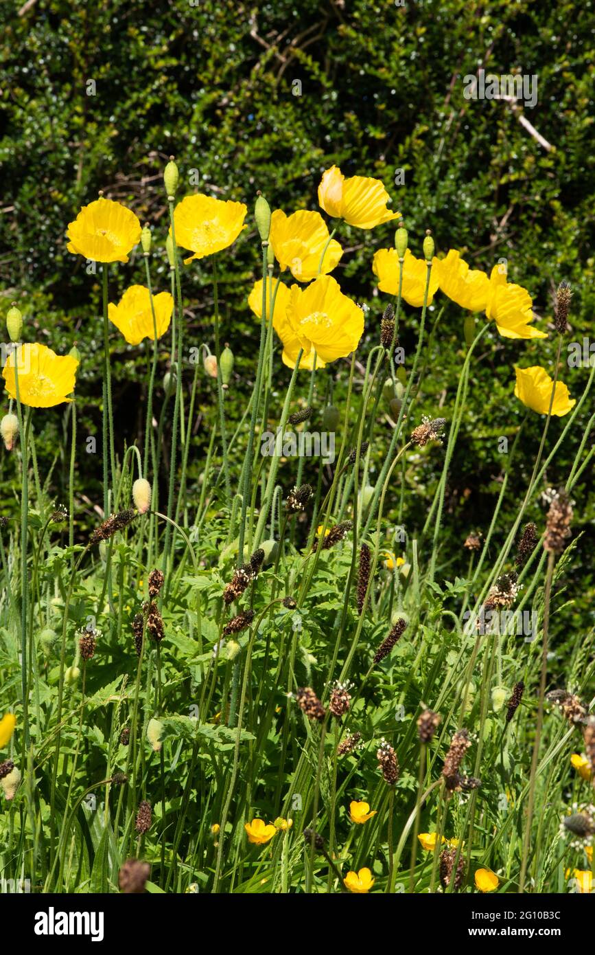Welsh poppy number Stock Photo - Alamy