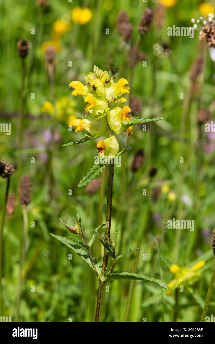 Welsh poppy insect hi-res stock photography and images - Alamy