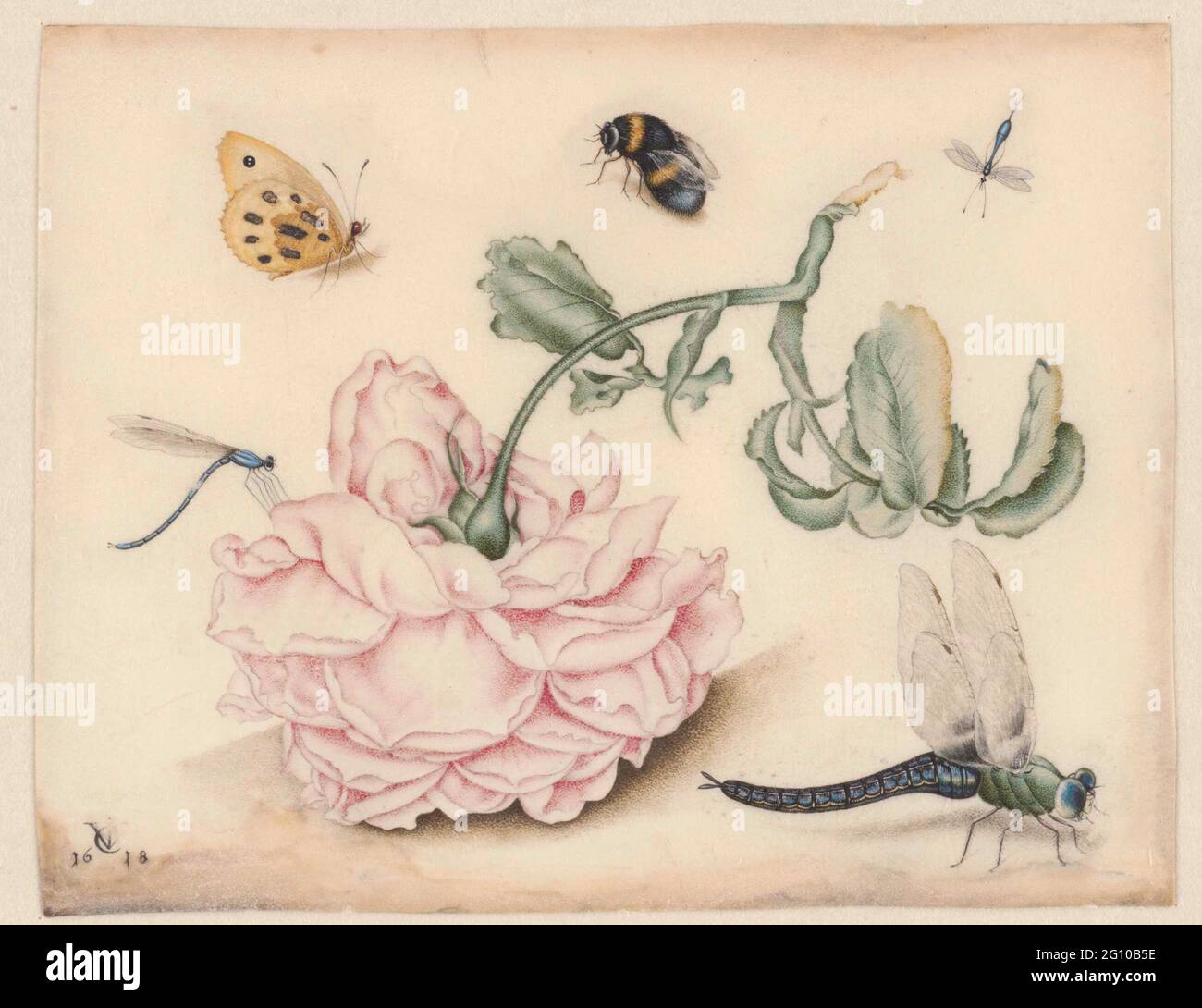 A Rose and Five Insects. Drawn floral still lifes from the first half ...