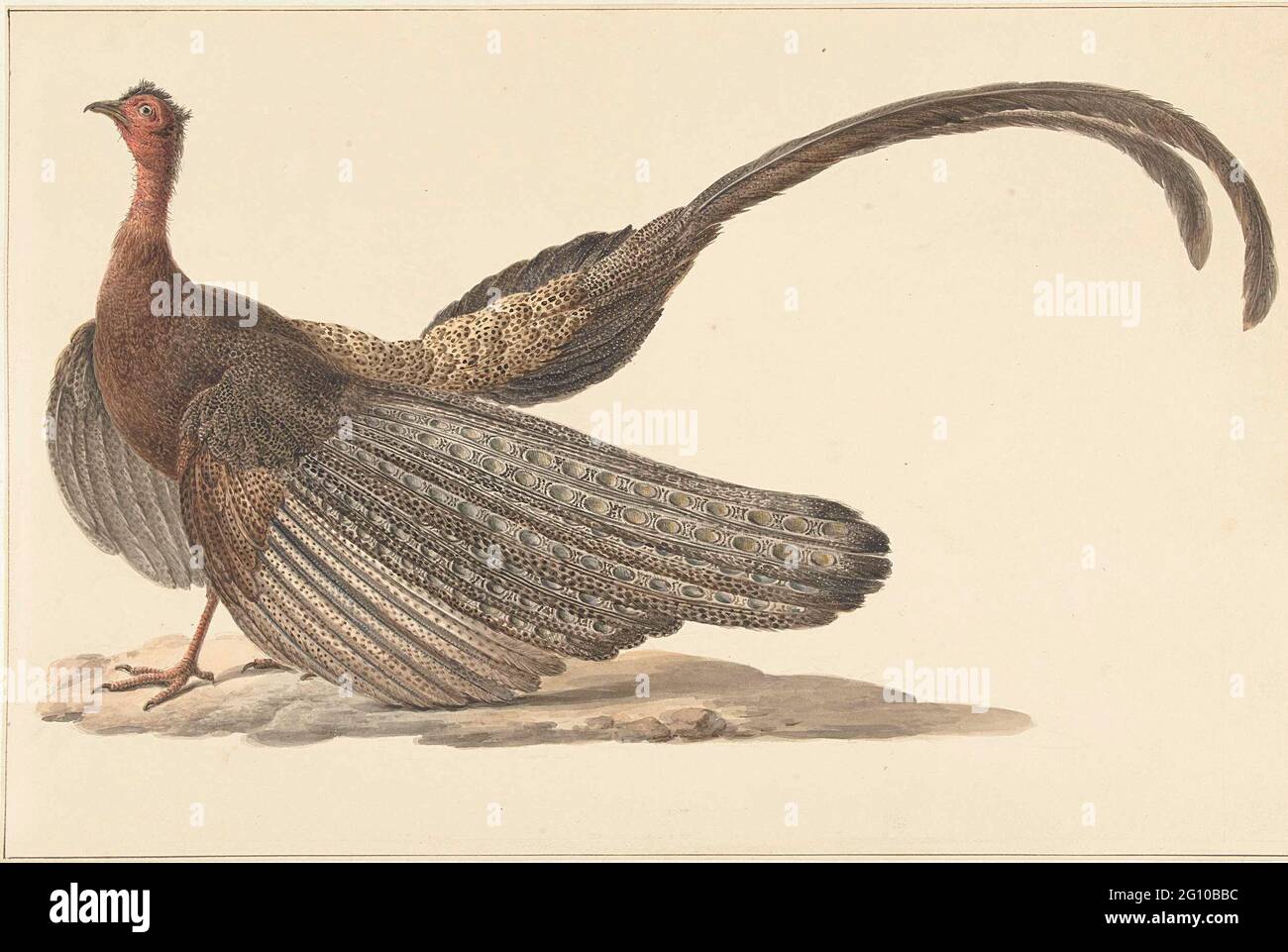 Hundred eyed argus hi-res stock photography and images - Alamy