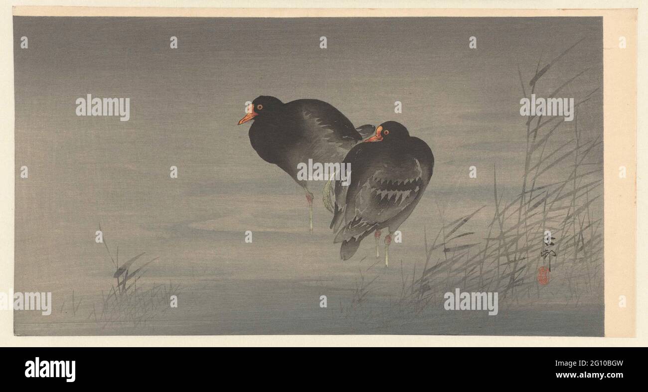 Two water levels. Two water cotts in shallow water with reeds Stock ...