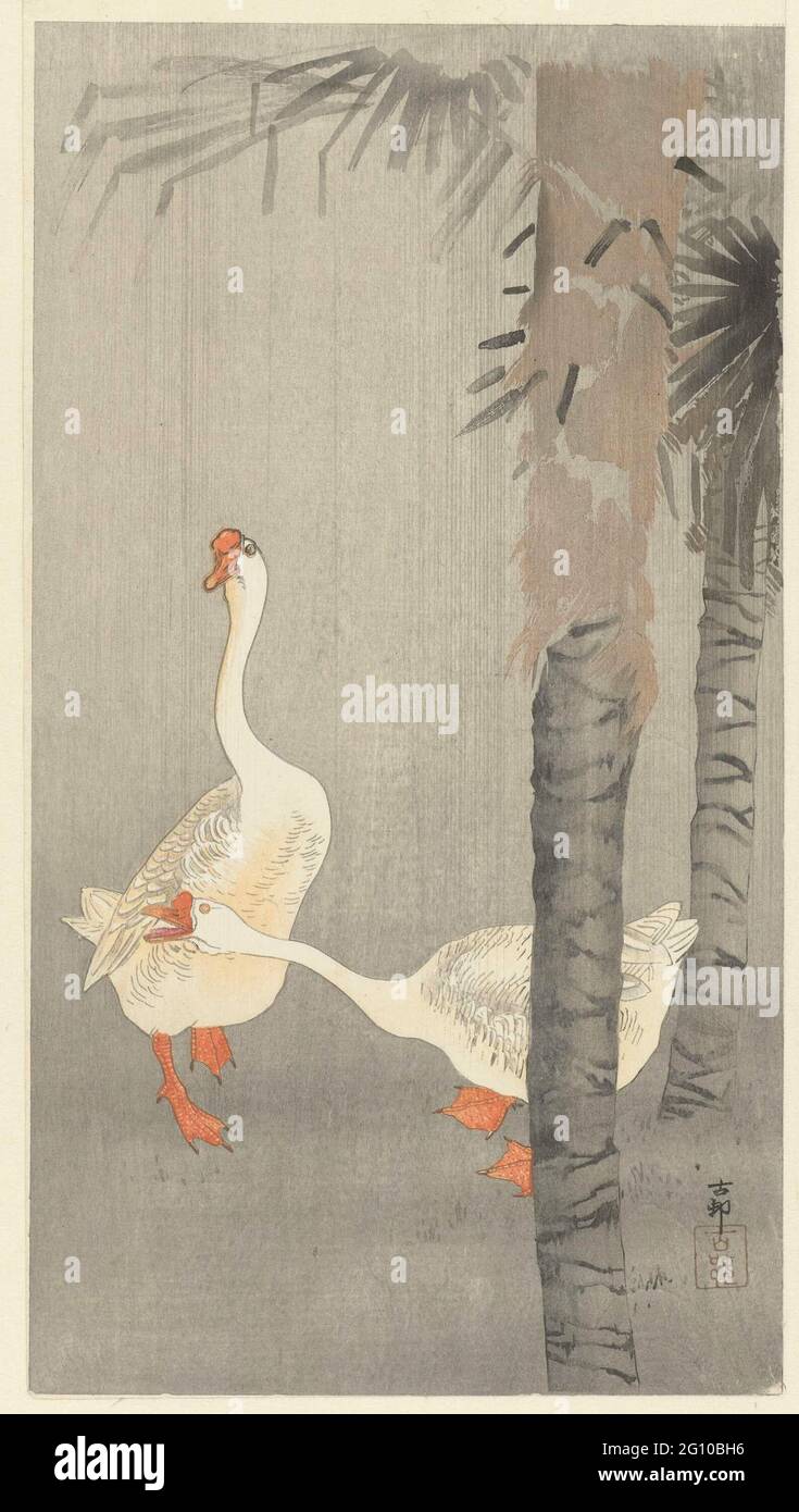 Tame geese in rain. Two white geese, in rain, at palm trees Stock Photo ...