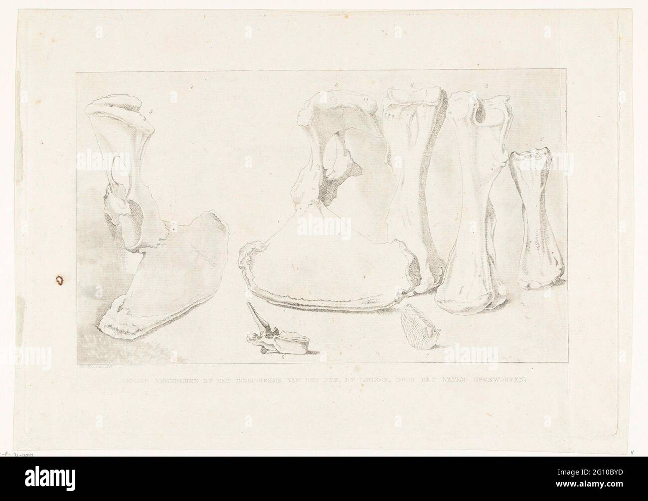 Washed up bones; A few bones by breaking the Dyk by Loenen, raised by ...