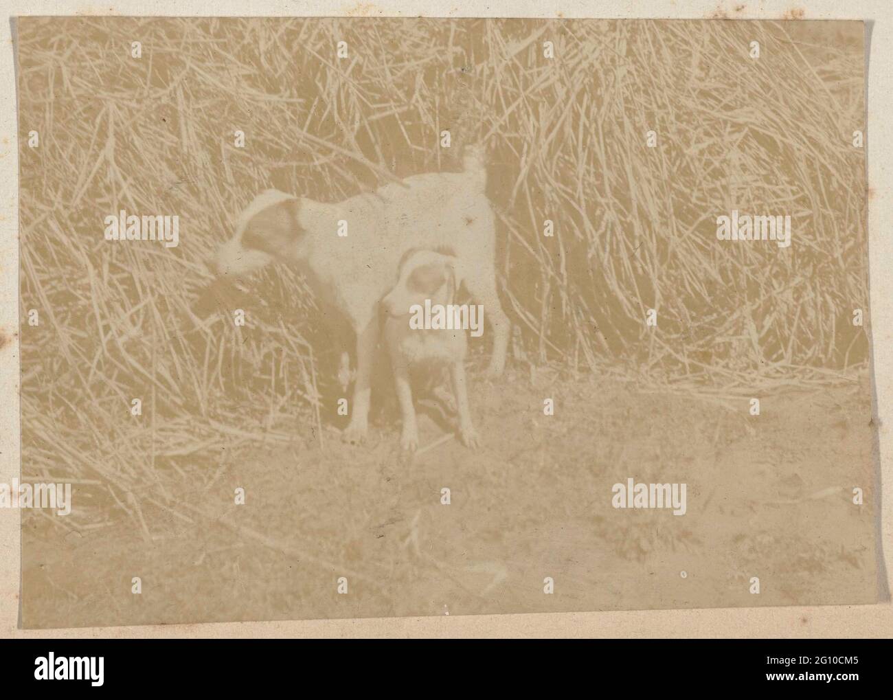 Djattie roenggo hi-res stock photography and images - Alamy