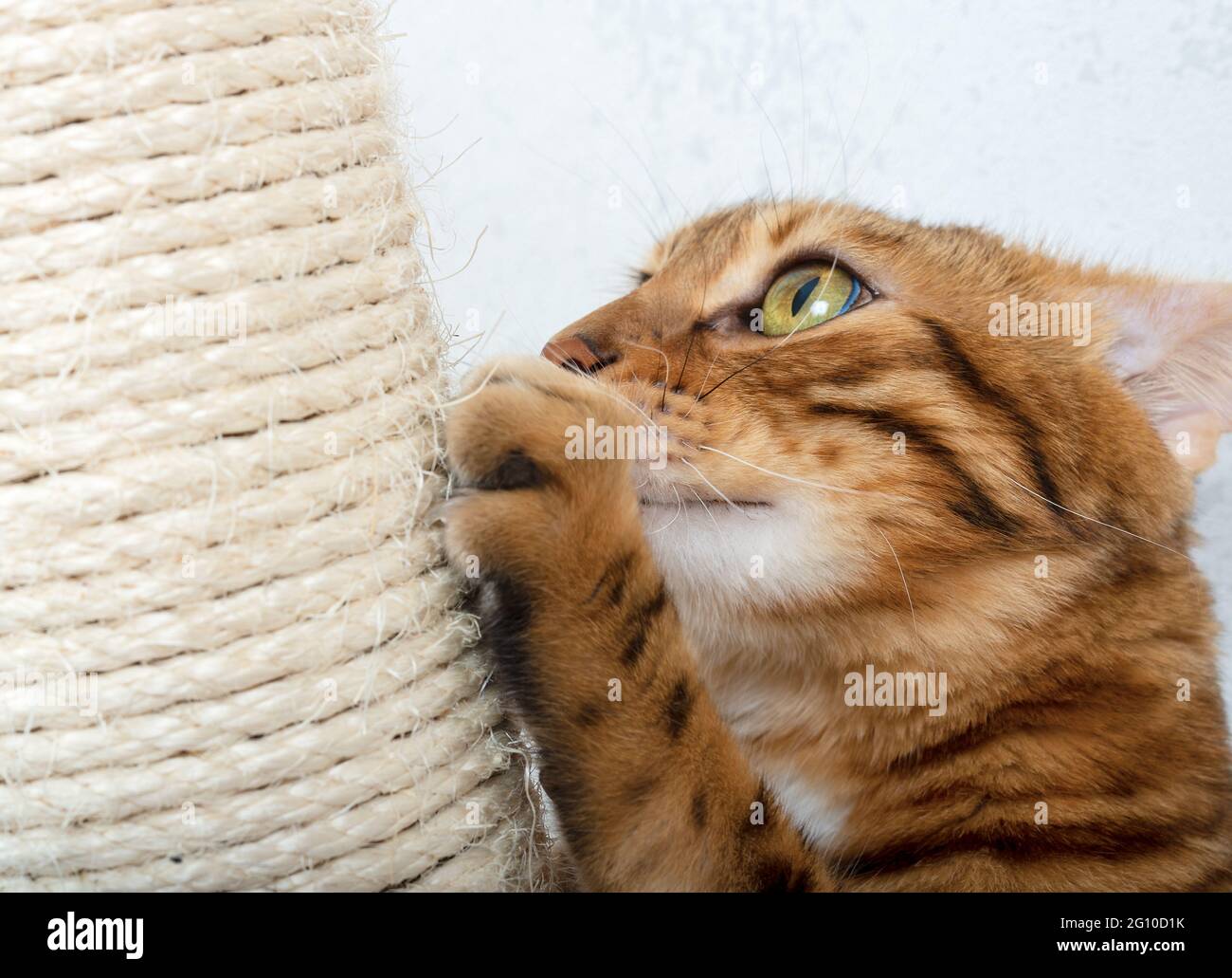 Sharpen claws cat hi-res stock photography and images - Alamy