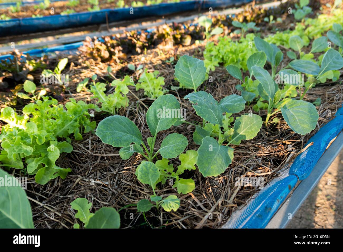 Kale Growing Soil at Oliver Packham blog