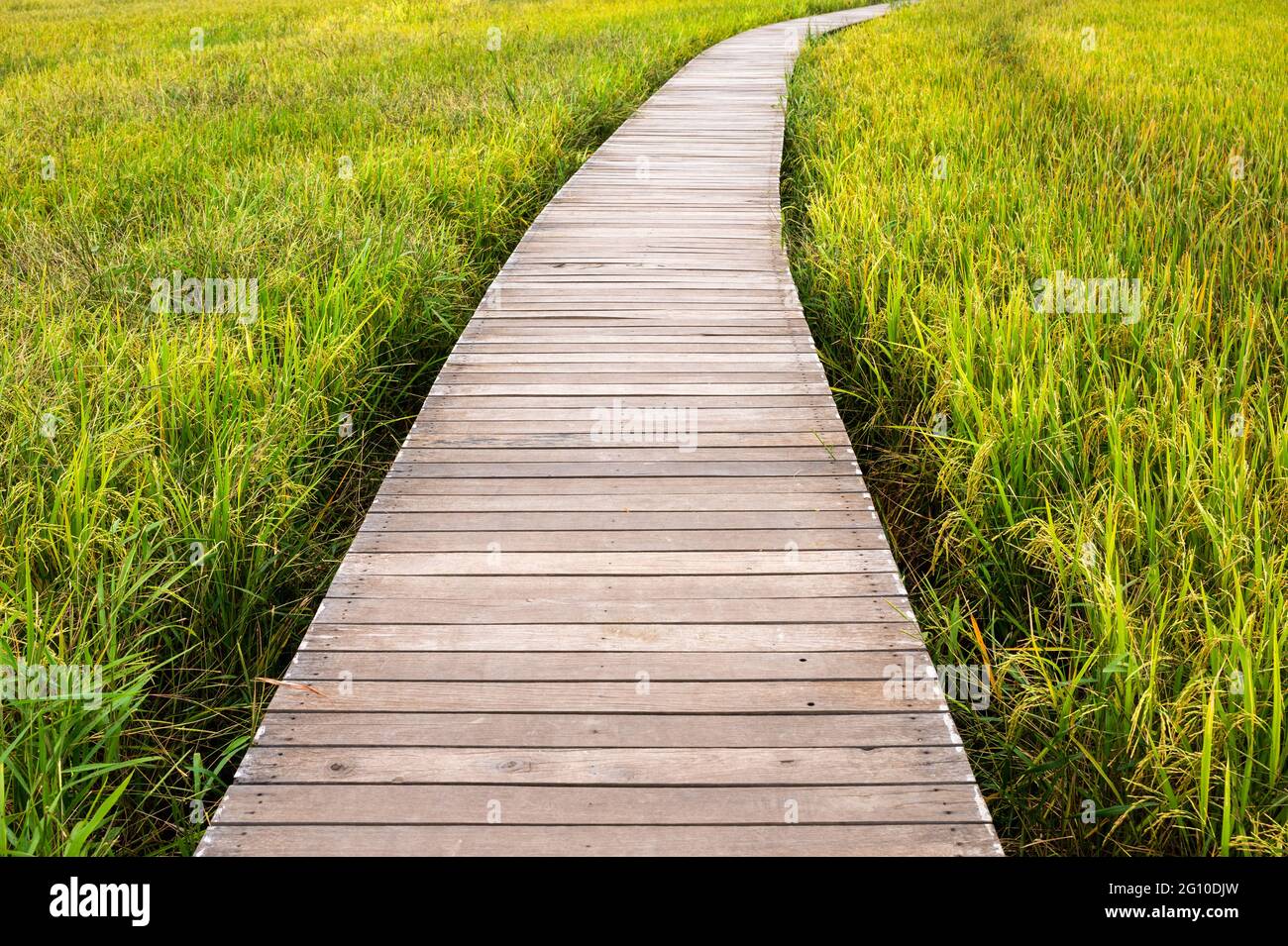Wooden pathway on paddy rice field in plantation at countryside Stock ...