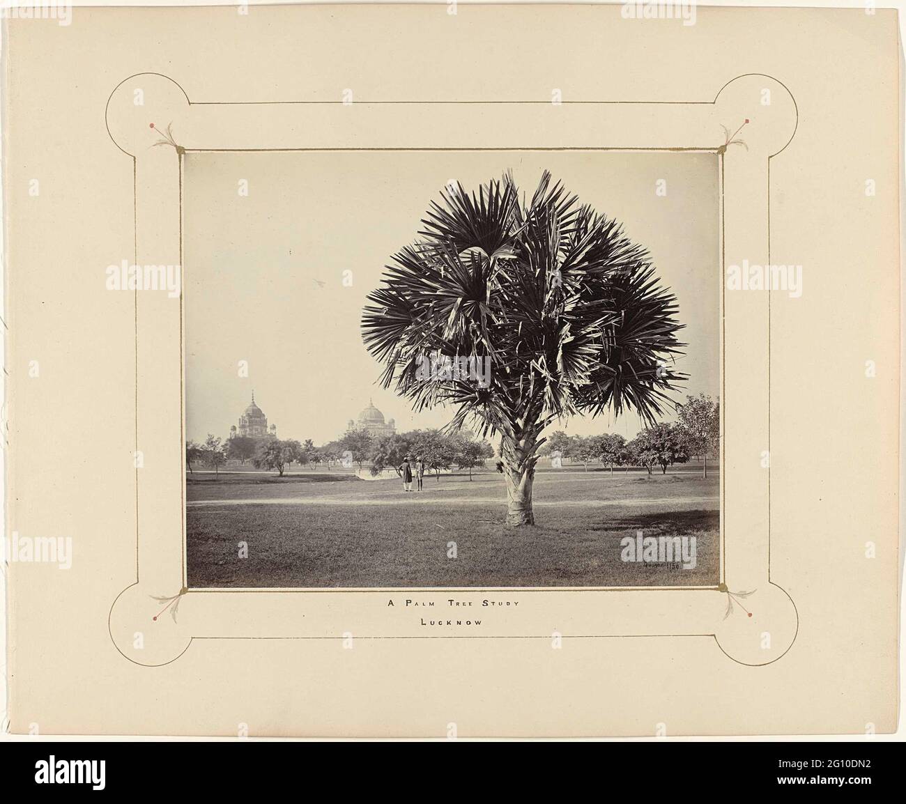 A Palm Tree Study, Lucknow Stock Photo - Alamy
