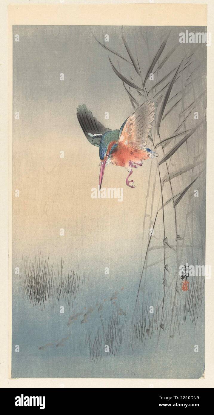 Kingfisher hunting on fish. Kingfisher with spread wings at reeds ...