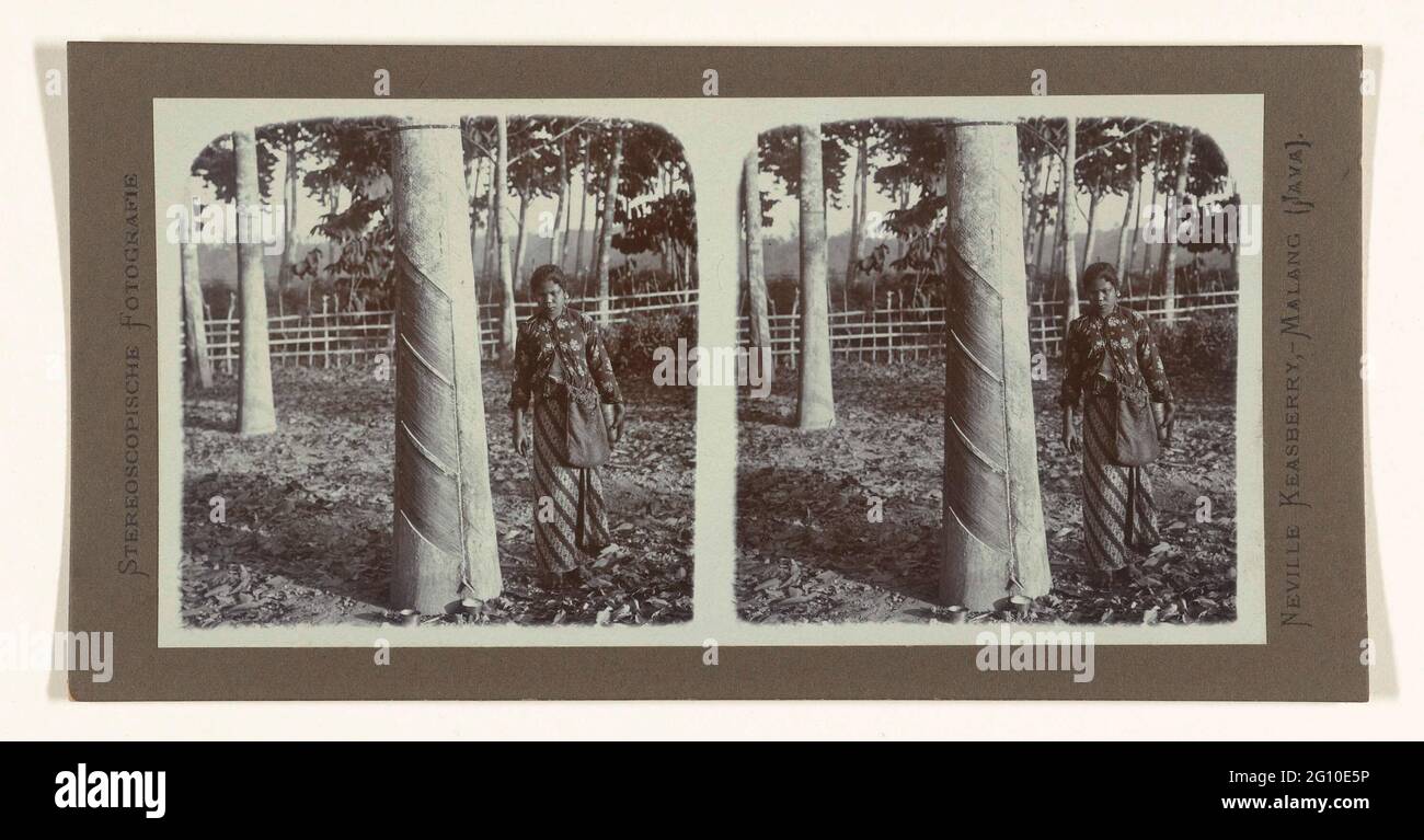 Portrait of a Javanese woman next to a crafted rubber tree; Rubber ...