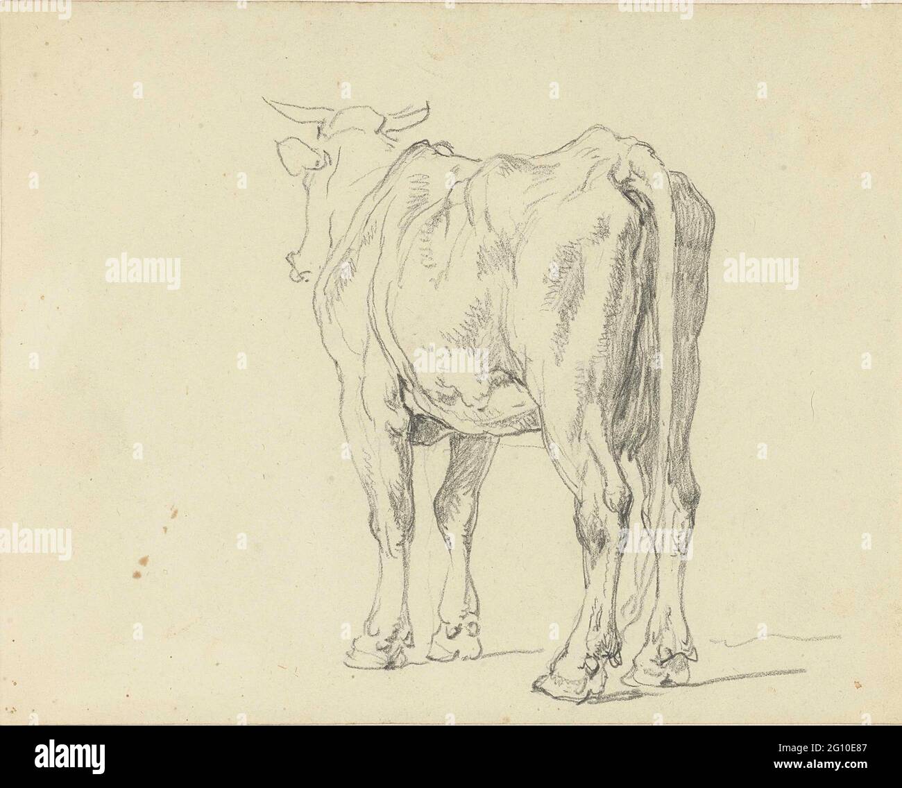 Standing cow, from behind Stock Photo - Alamy