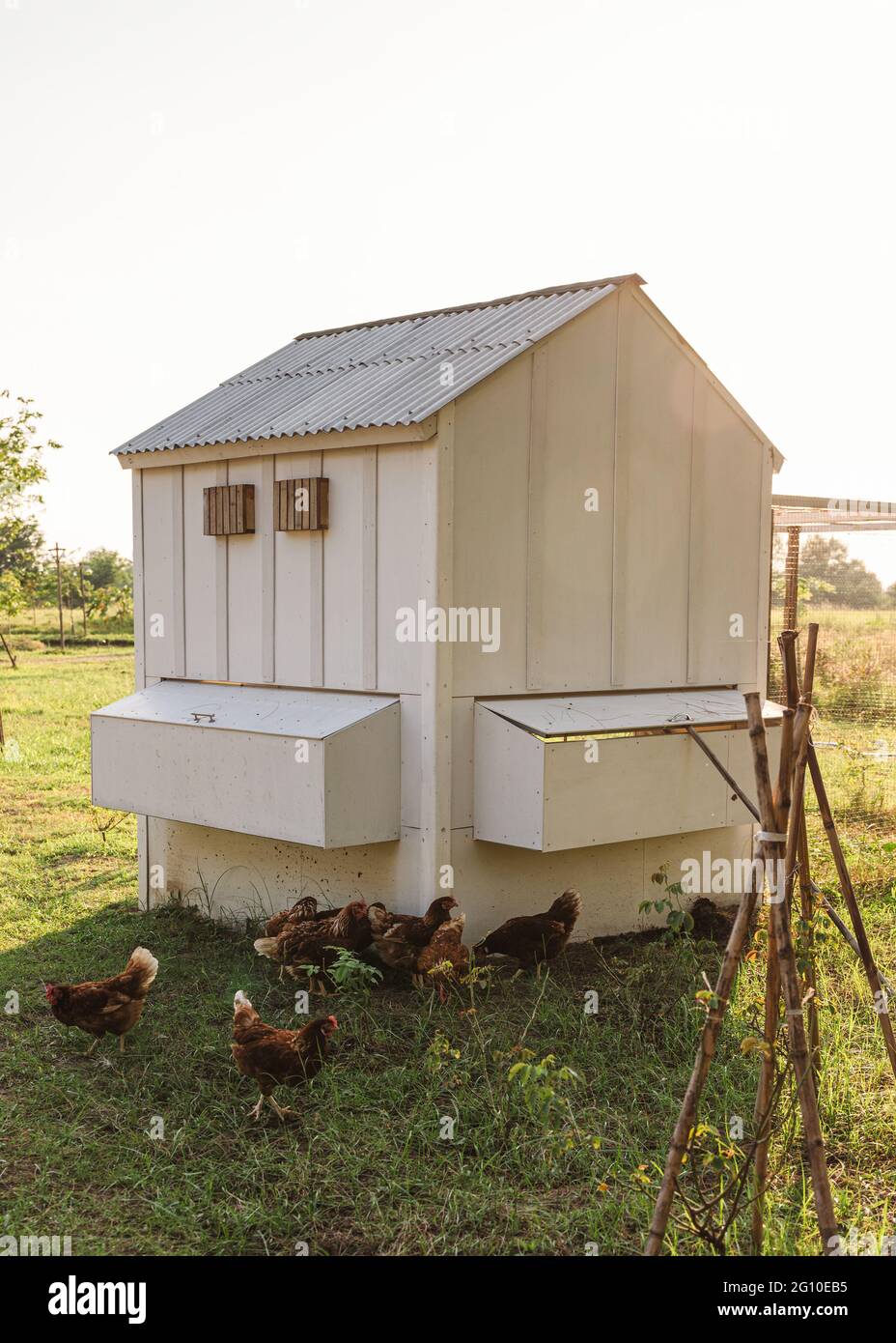 Flock of chickens eating food on the grass near the hatchery house ...