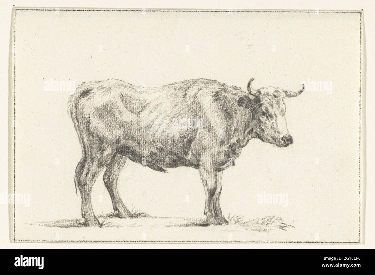 Standing bull, right Stock Photo - Alamy