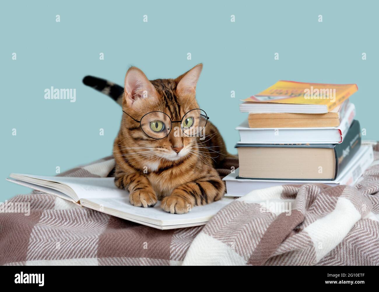 Cat reading glasses hi-res stock photography and images - Alamy