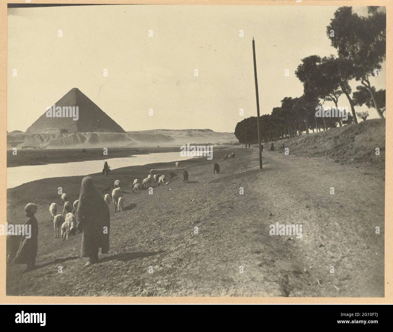 A herd of goats with goat heath, in the background the pyramid of ...