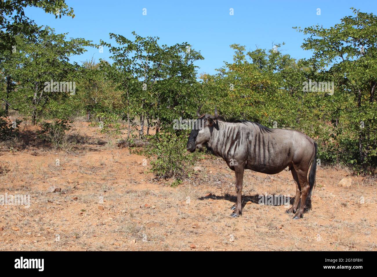Streifengnu / Blue wildebeest / Connochaetes taurinus Stock Photo - Alamy