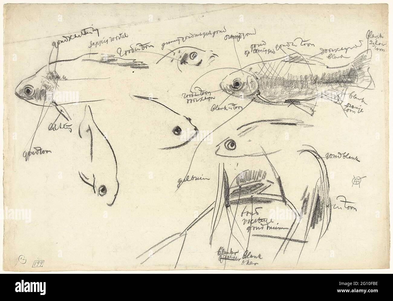 Detail studies of fish, with color notes Stock Photo - Alamy