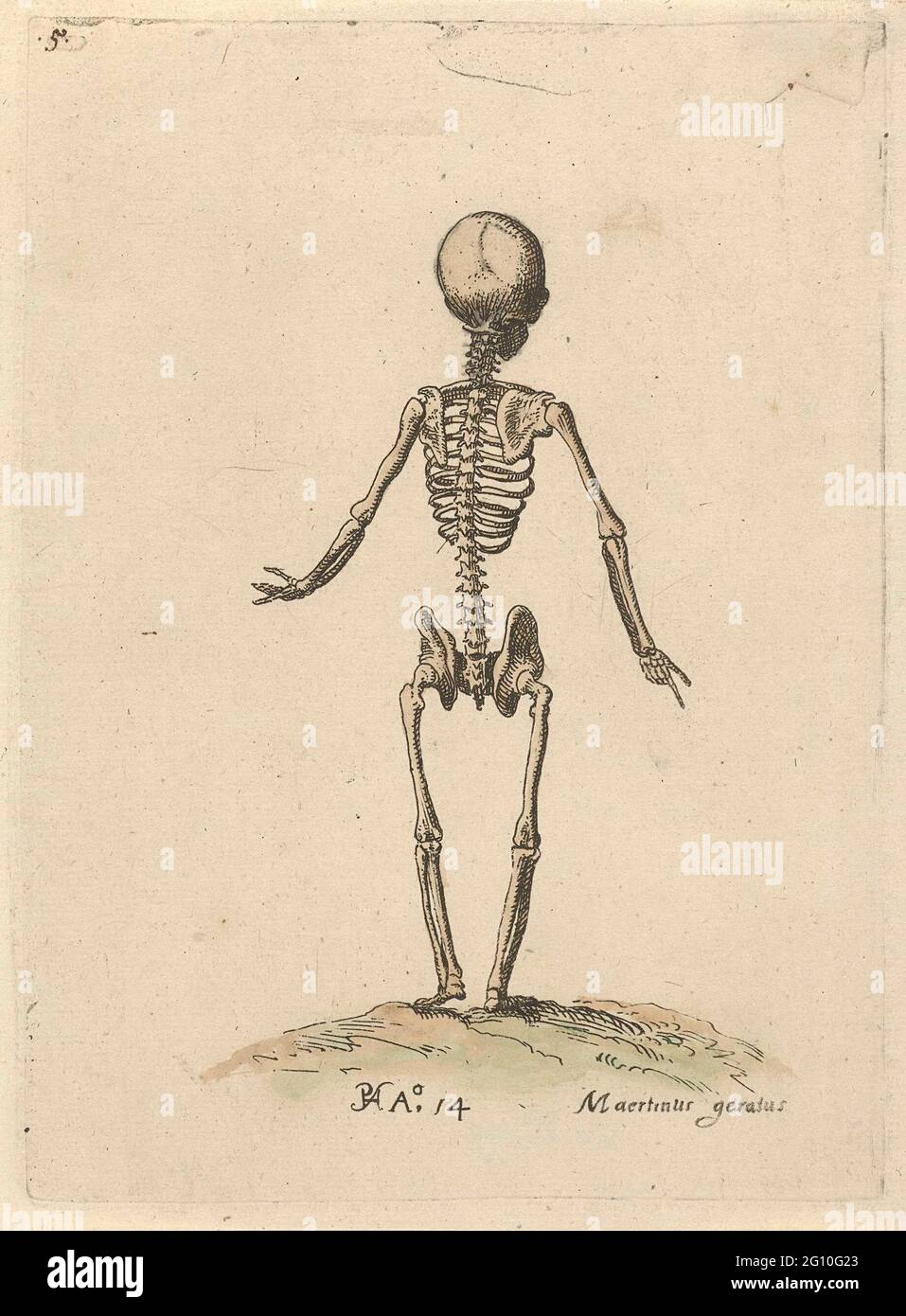 Skeleton, seen from behind; Anatomical studies Stock Photo - Alamy