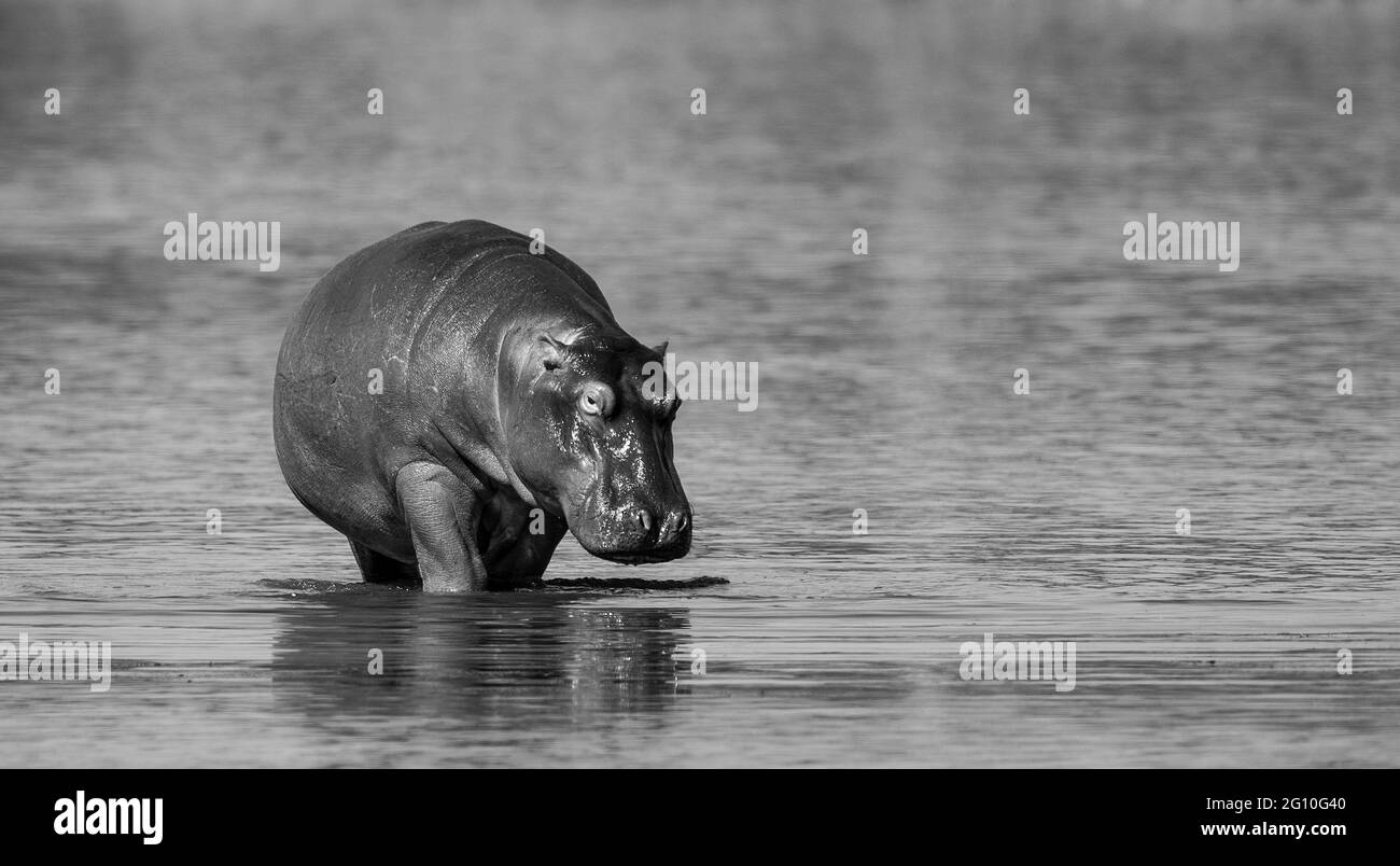 Hippopotamus in wetland environment, Kruger National Park, South Africa ...