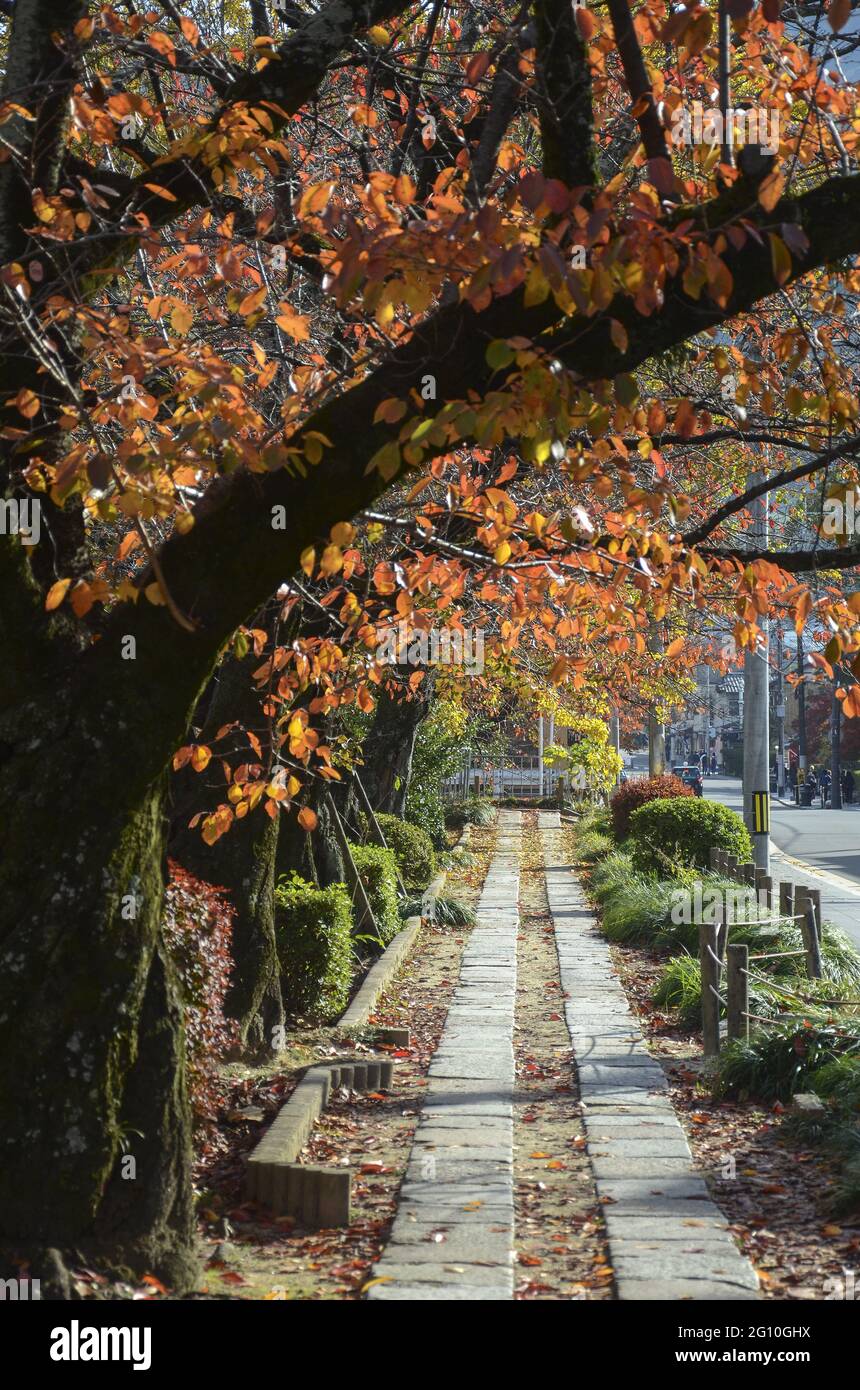 Philosopher's Path with autumn leave in Kyoto Stock Photo - Alamy